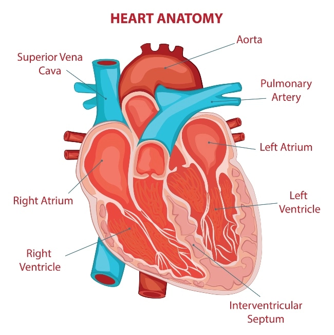 Structural heart | Cardiovascular | Salem Health | Salem, Oregon